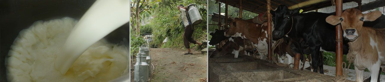 The Sikkim Co-operative Milk Producers' Union Ltd